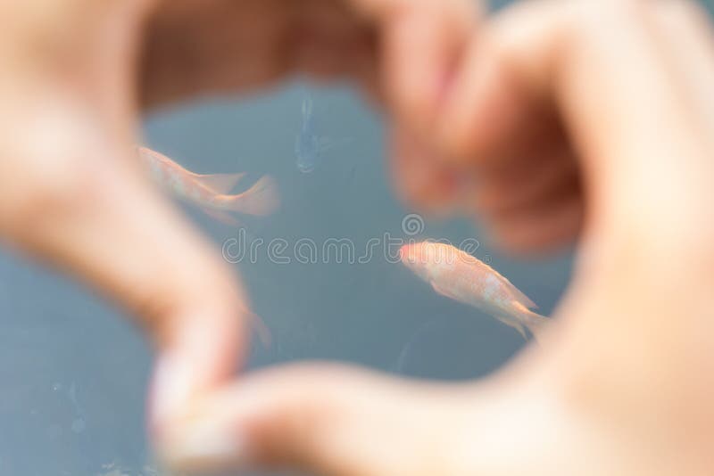 Fish and human hand stock image. Image of outside, fish - 31302131