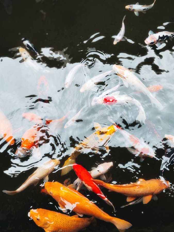 Fish are hunting for food stock photo. Image of poster - 385406972