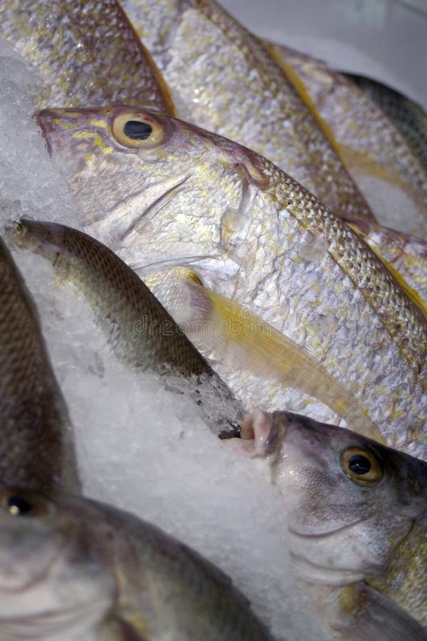 Fish on Ice stock photo. Image of fresh, ocean, life, fish - 1090108