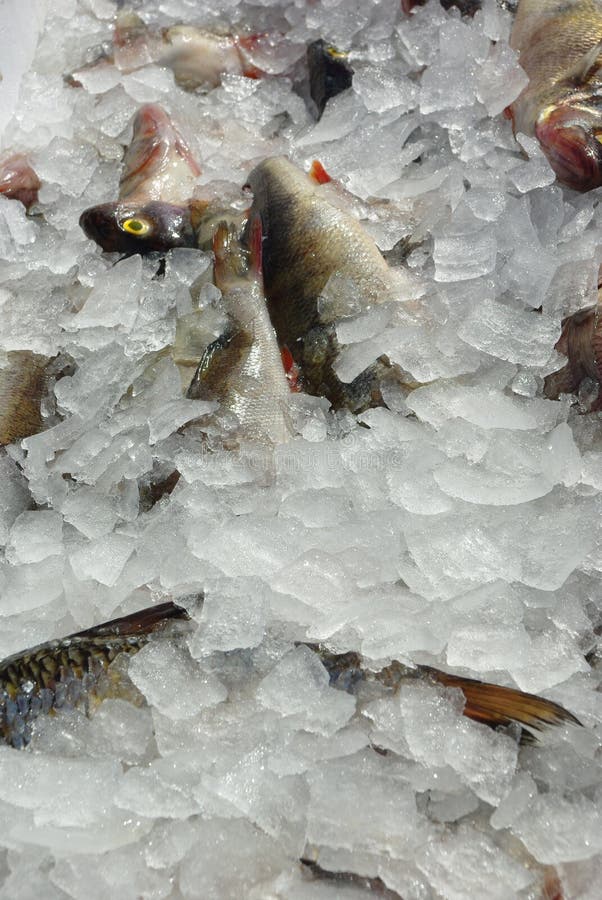 Fish in ice stock image. Image of prepared, fish, market - 11110737