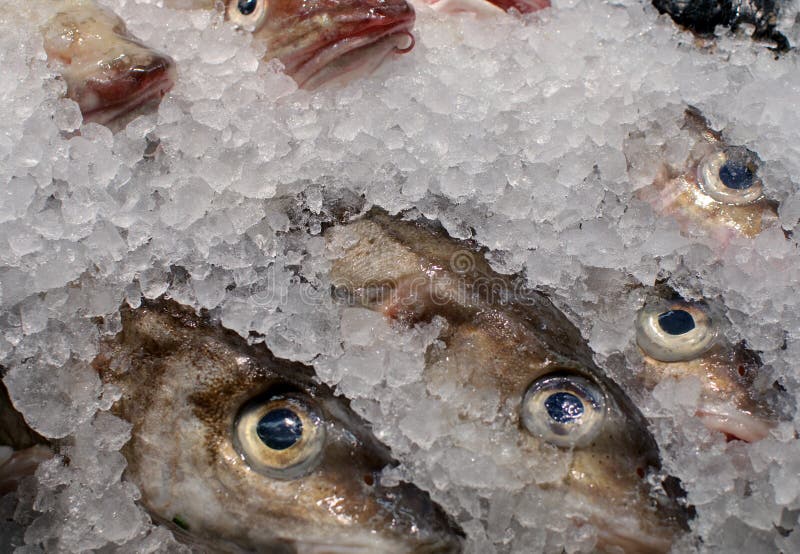 Fish on ice stock photo. Image of food, fresh, closeup - 13090476