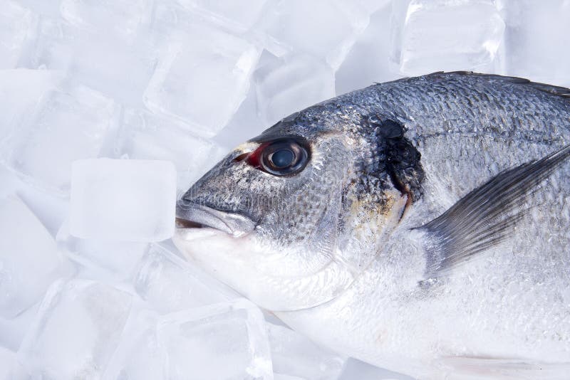 Blue fish stock photo. Image of background, beautiful - 8715572