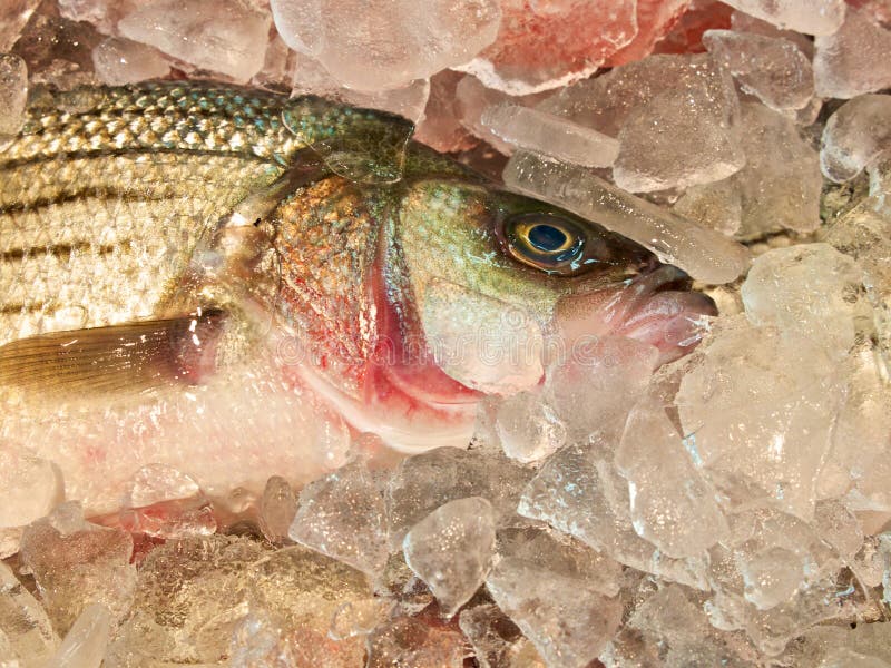 Fish on Ice stock photo. Image of food, fishing, meal - 27309828