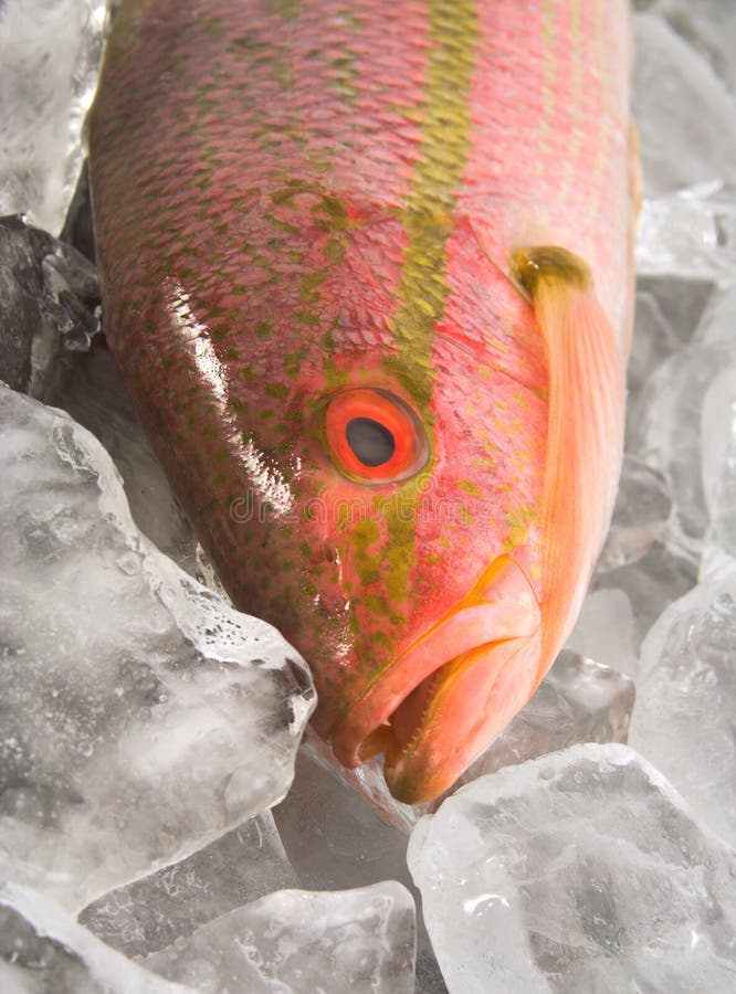 Fish on ice stock image. Image of ocean, caught, mackerel - 537843