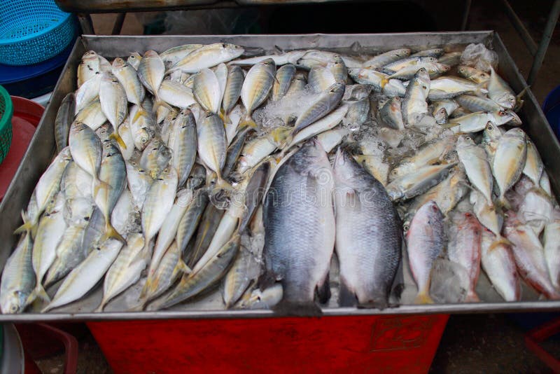 Fish in ice bath stock image. Image of local, fish, bath - 51746471