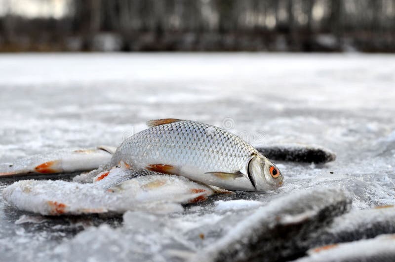 Fish on ice stock photo. Image of frozen, pond, river - 46506970