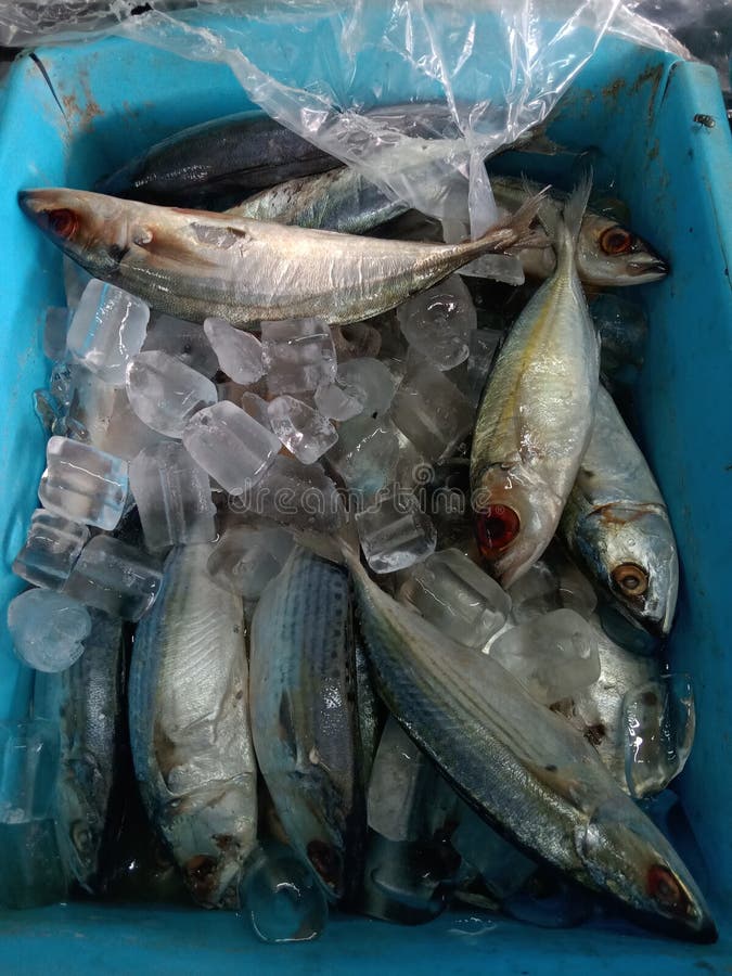 Two Iced Raw Whole Mackerel Fish on Table Stock Image - Image of blue ...