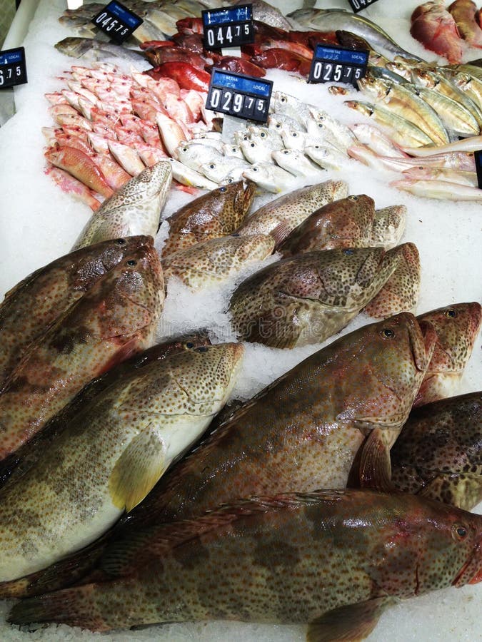 260 Qatar Fish Stock Photos - Free & Royalty-Free Stock Photos from ...