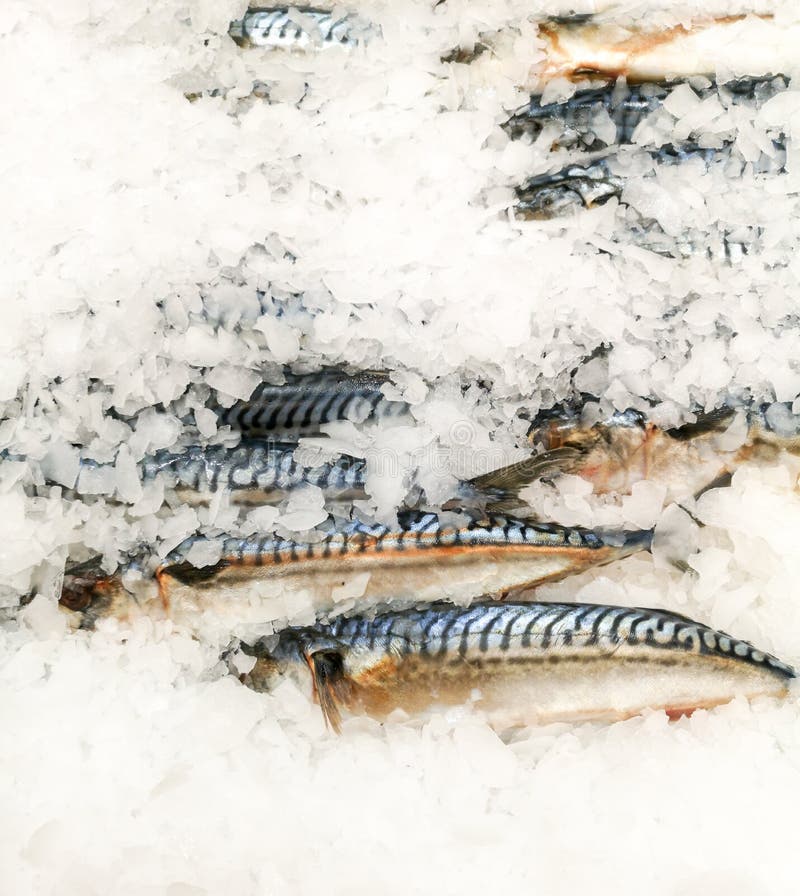 Fish in the Ice on the Counter in the Store Stock Photo - Image of fish ...