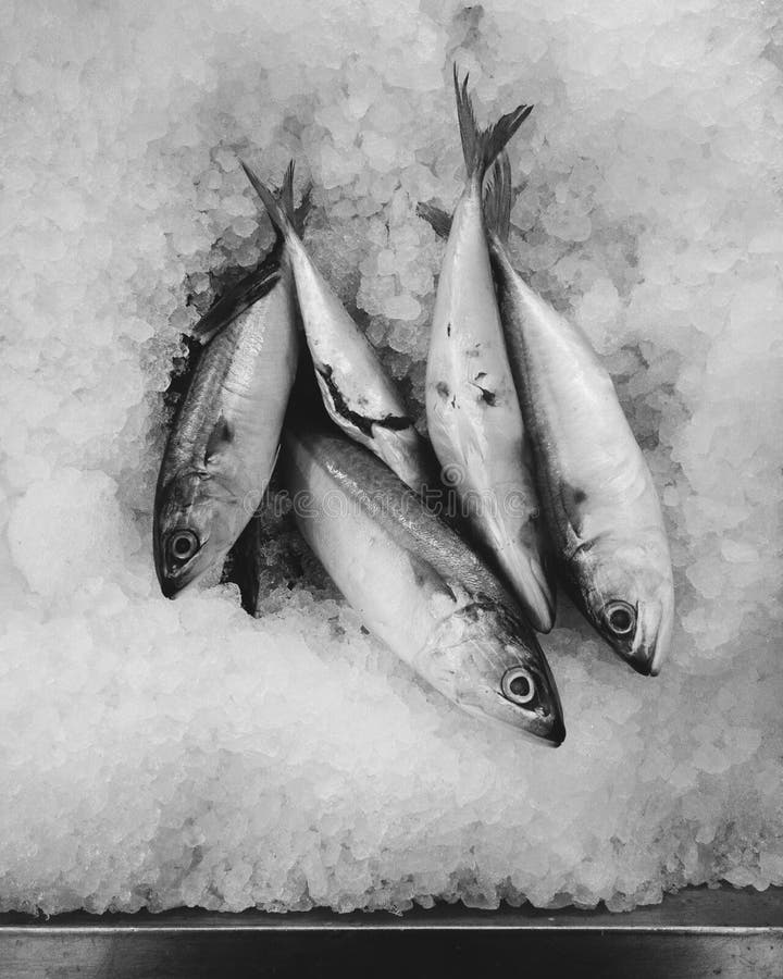 Fish on ice stock photo. Image of food, protein, fish - 48104542