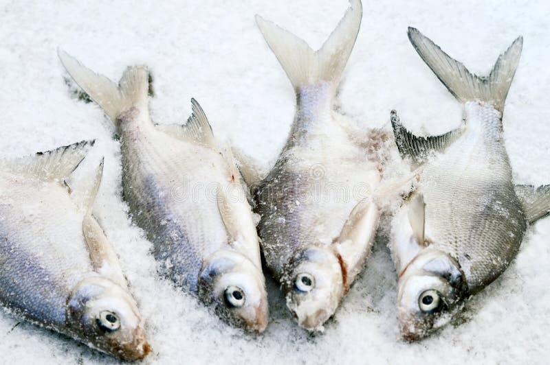 Fish on the Ice stock image. Image of leisure, pasturage - 47594007