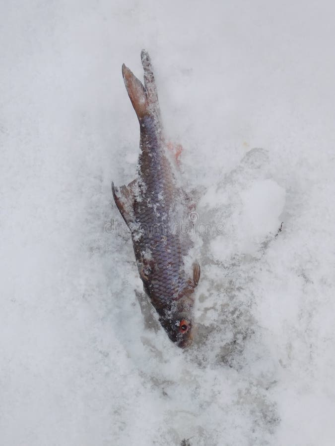 Fish in ice. stock photo. Image of carp, frozen, fishn - 87399900