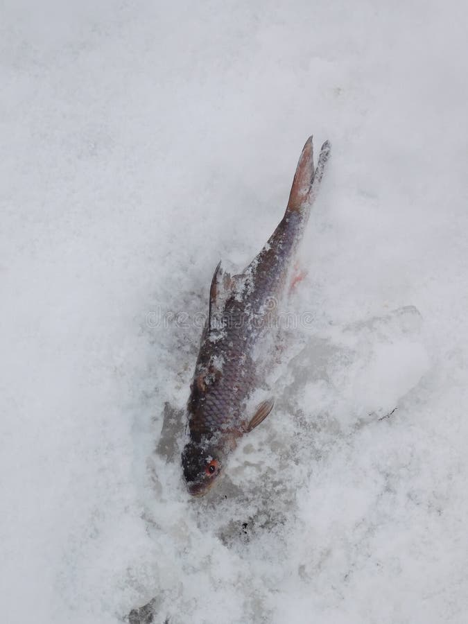 Fish in ice. stock image. Image of frozen, hole, water - 87399973