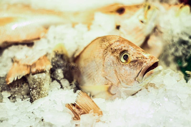 Iced Fish stock image. Image of cool, iced, dead, fish - 117762239