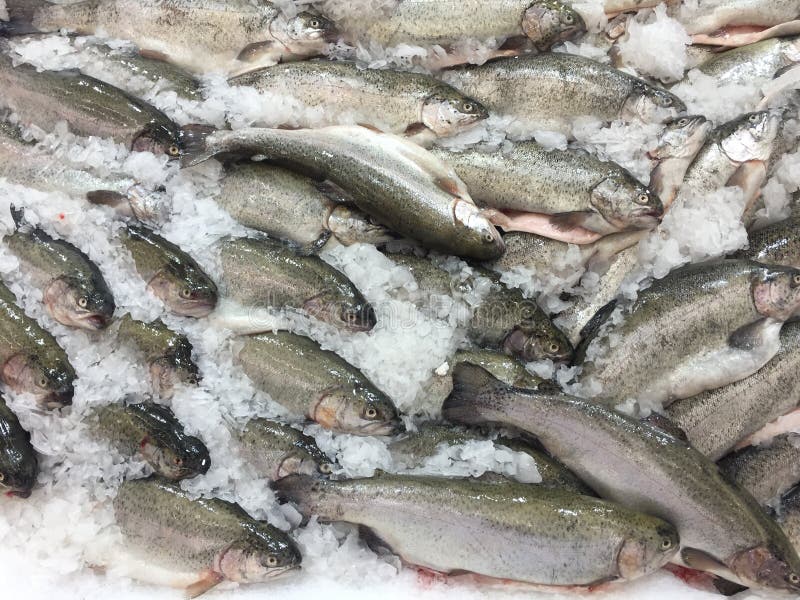 Fish on ice stock image. Image of dinner, food, organic - 54587275