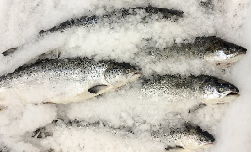 Fish on ice stock image. Image of fish, shop, dinner - 54587295