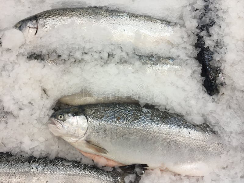 Fish on ice stock image. Image of healthy, food, fish - 54587299