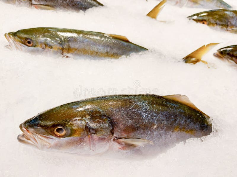 Fish on Ice in the Market, Fresh Raw Fish Seafood Stock Image - Image ...