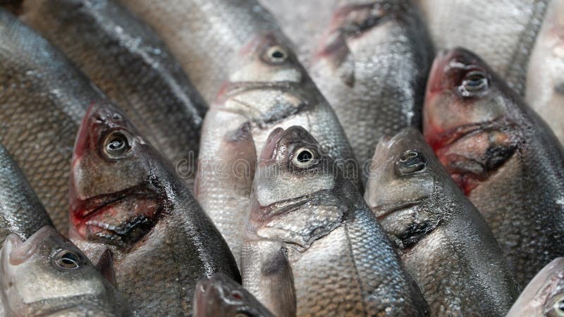 Fish on Ice at Fish Market. Group of Raw Fresh Fish on Market Stall ...