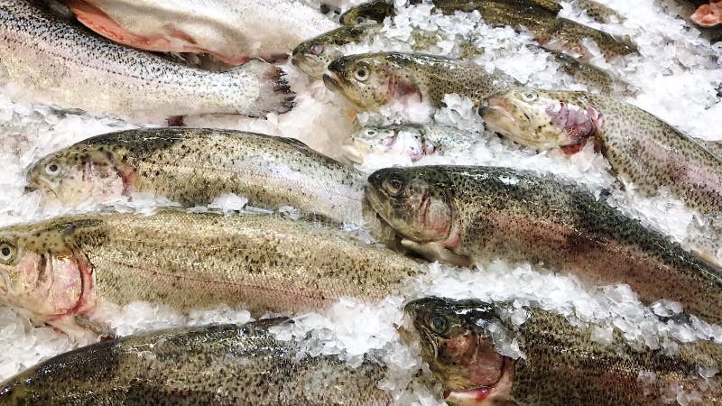 Fish in Ice in the Refrigerator Stock Video - Video of fish, freshness ...