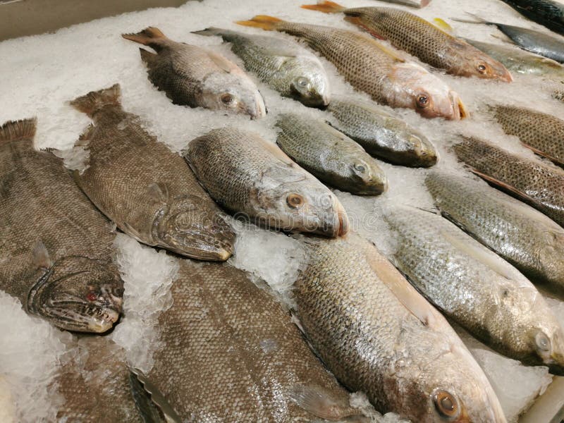 Fish on Ice Snapper Flat Head Stock Photo - Image of food, seafood ...