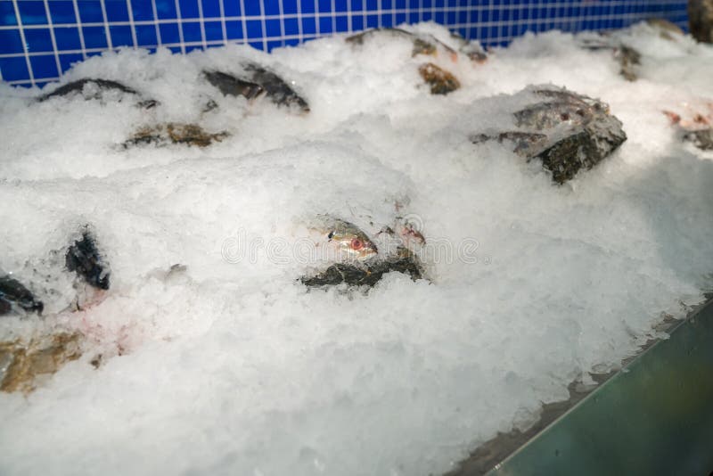 Fish in Ice in Supermarket with Male Workers Hands Keeping Fish for ...