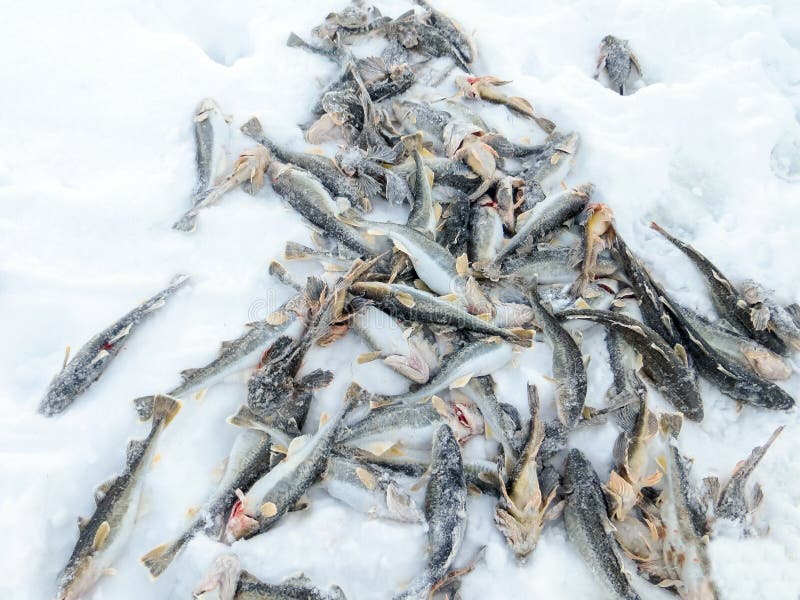 Fish on ice winter fishing stock image. Image of animal - 131398329