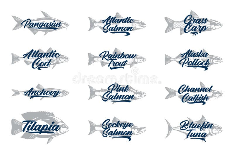 Fish Illustartion Collection, Fish Label Templates Stock Vector ...