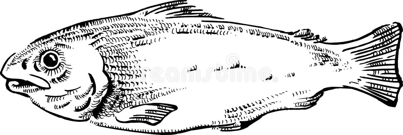 Fish Kipper Stock Illustrations – 166 Fish Kipper Stock Illustrations ...