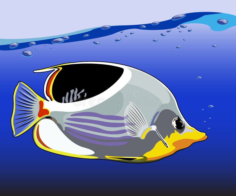 Surgeon fish under water stock vector. Illustration of decoration - 5024803