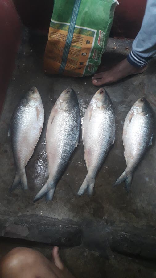 Fish ilsha.. stock photo. Image of testy, essential - 121084966