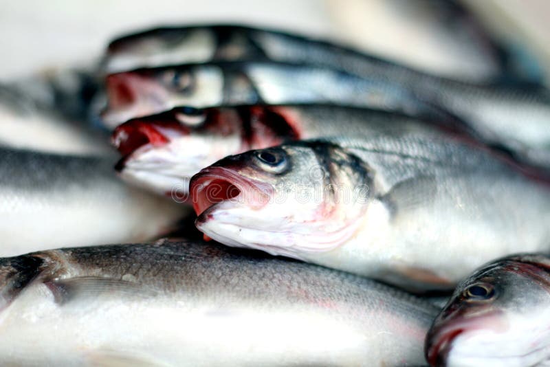 Fish stock photo. Image of full, fresh, good, fishy, animal - 36278704
