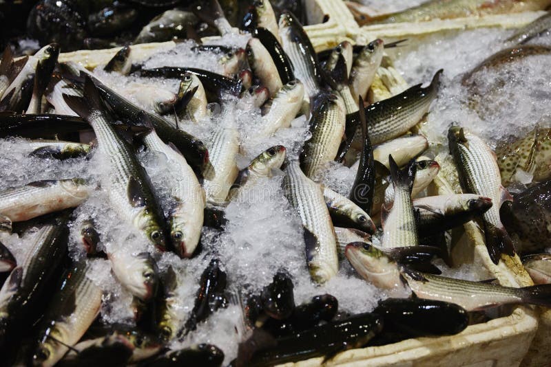 Fish Import Market in Singapore Editorial Image - Image of market ...