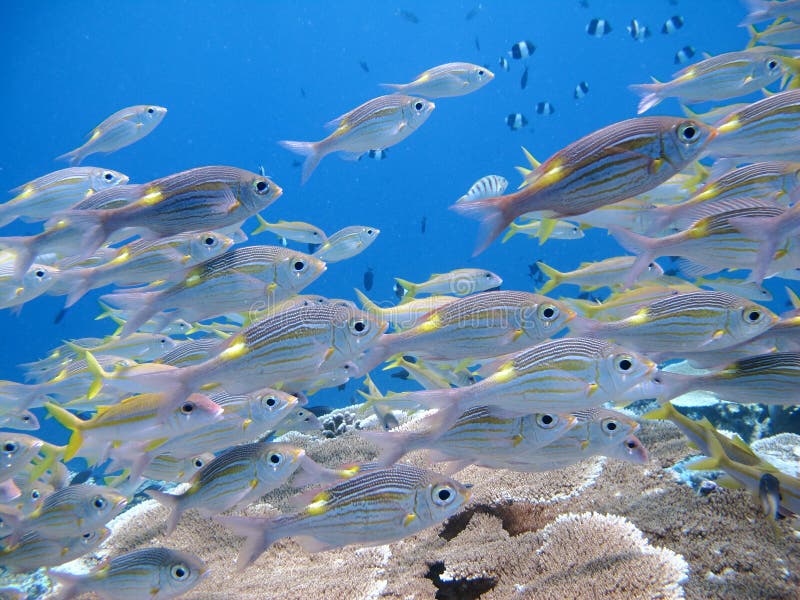 Fish in Indian Ocean at Maldives Stock Photo - Image of indian ...