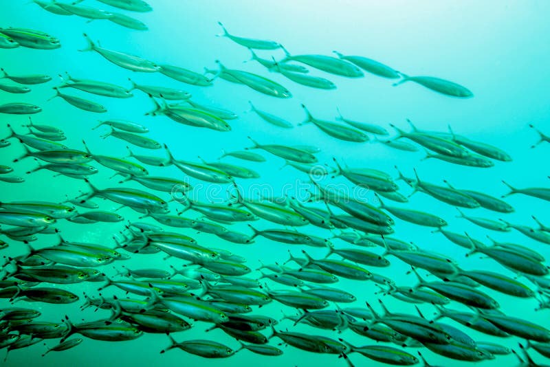 Fish in the Indian Ocean by the Sri Lanka Coast Stock Image - Image of ...