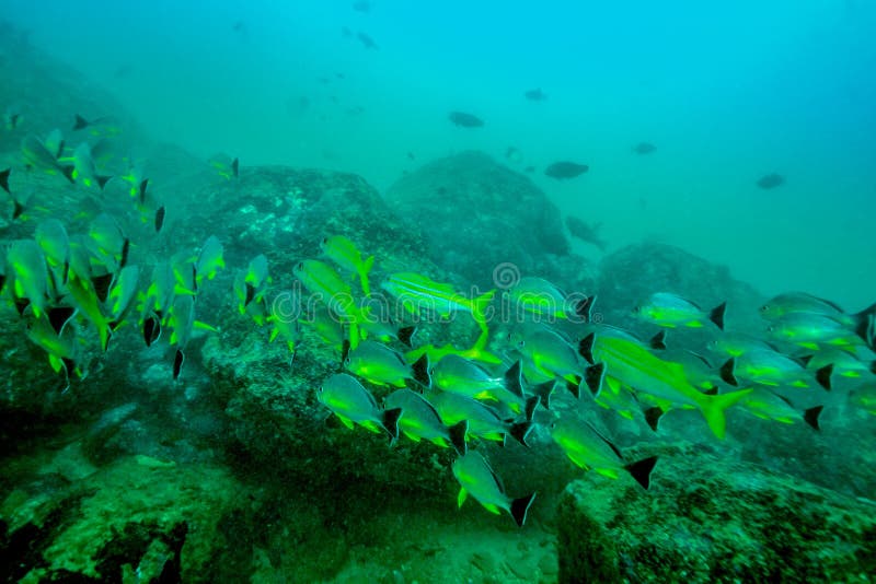 Fish in the Indian Ocean by the Sri Lanka Coast Stock Photo - Image of ...