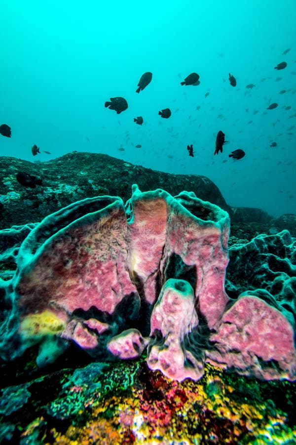 Fish in the Indian Ocean by the Sri Lanka Coast Stock Photo - Image of ...