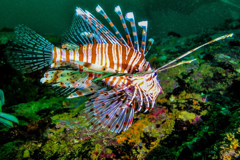 Fish in the Indian Ocean by the Sri Lanka Coast Stock Photo - Image of ...