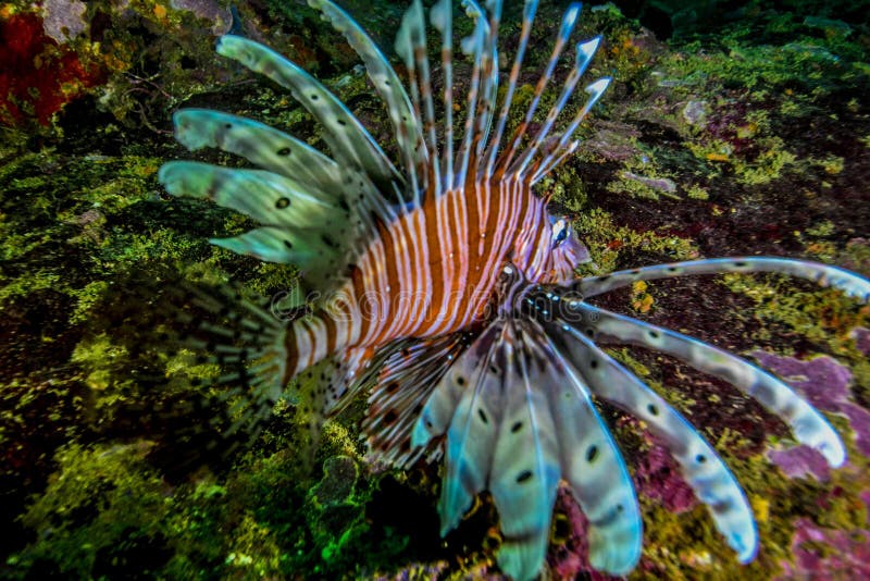 Fish in the Indian Ocean by the Sri Lanka Coast Stock Photo - Image of ...