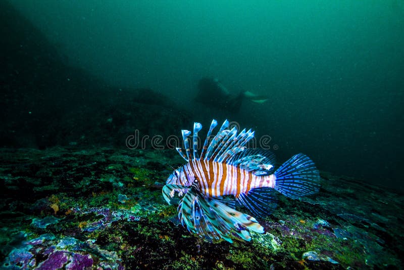 Fish in the Indian Ocean by the Sri Lanka Coast Stock Photo - Image of ...