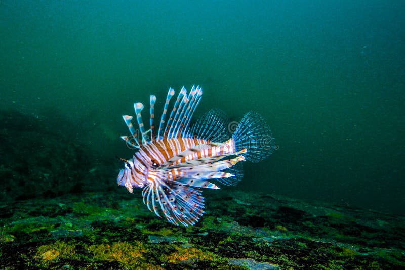 Fish in the Indian Ocean by the Sri Lanka Coast Stock Photo - Image of ...