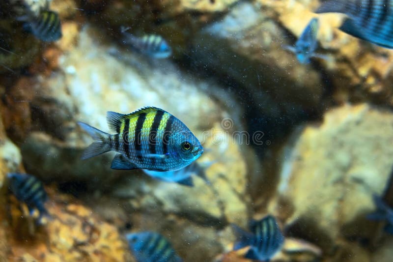 Fish Indo Pacific Sergeant Abudefduf Vaigiensis Stock Image - Image of ...