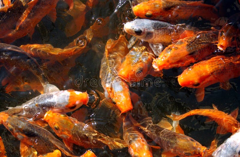 Fish Indonesia stock image. Image of fish, exotic, black - 57618943