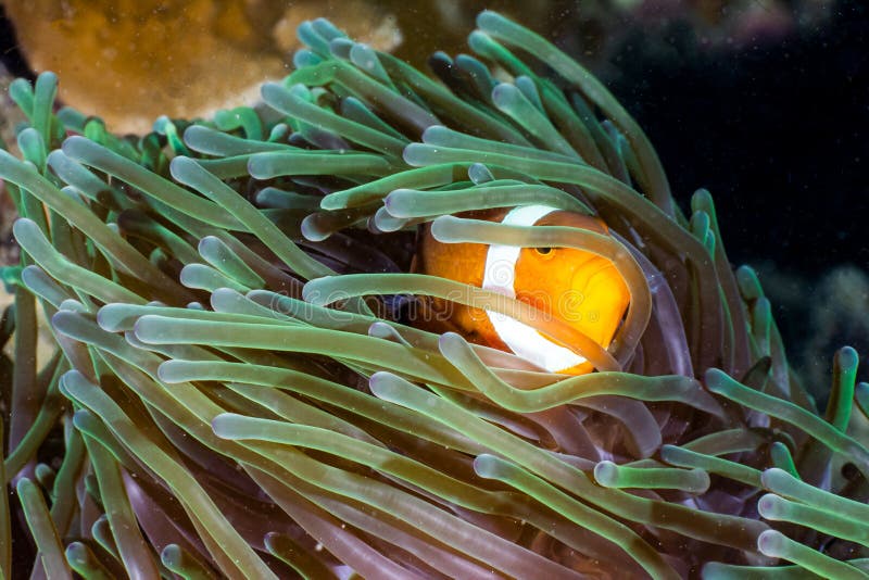 Fish in Indonesia stock image. Image of fish, nemo, indonesia - 236515631