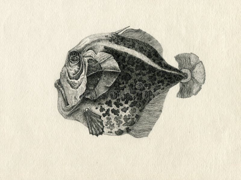 Fish stock illustration. Illustration of hand, side, black - 56392063