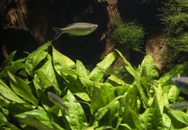 Fish inside an aquarium stock image. Image of colour - 153593967