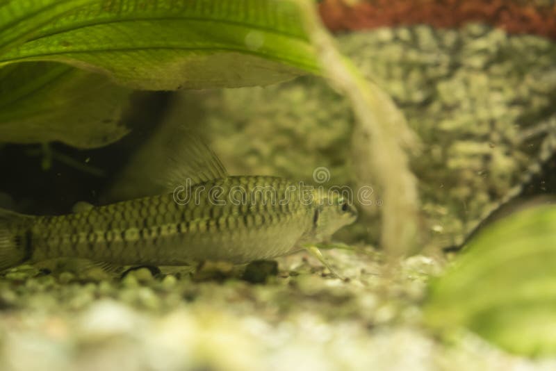 Fish inside an aquarium stock photo. Image of animal - 153593926