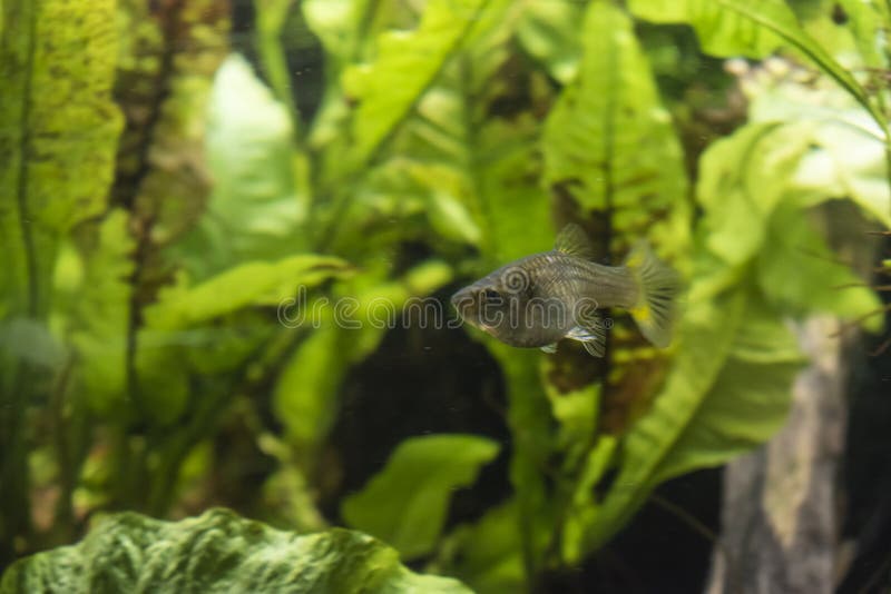 Fish inside an aquarium stock image. Image of copy, plants - 153593895