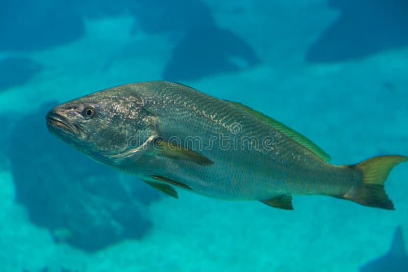 Fish Inside Blue Aquarium Tank Stock Photo - Image of aquatic, nature ...