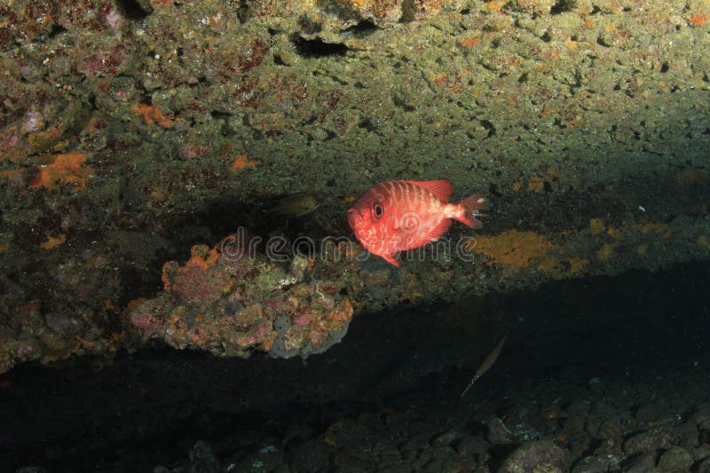 The Fish Inside a Cave at the Bottom of the Sea Stock Photo - Image of ...